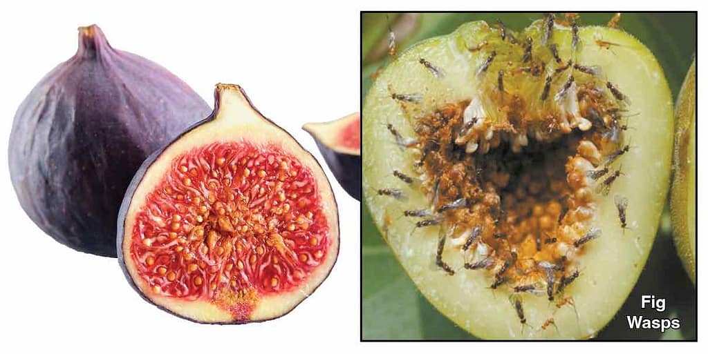 All about Figs